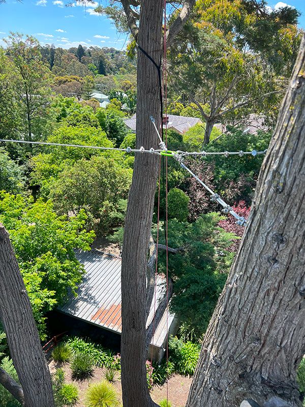Arborist | Melbourne, VIC | Precise Tree Services