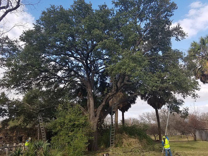 Projects | Republic Tree Service - San Antonio, TX