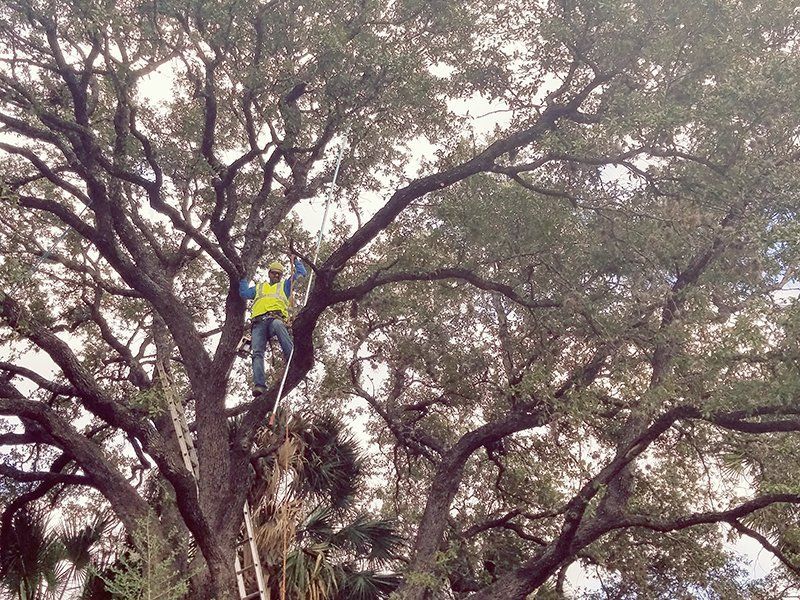 Projects | Republic Tree Service - San Antonio, TX