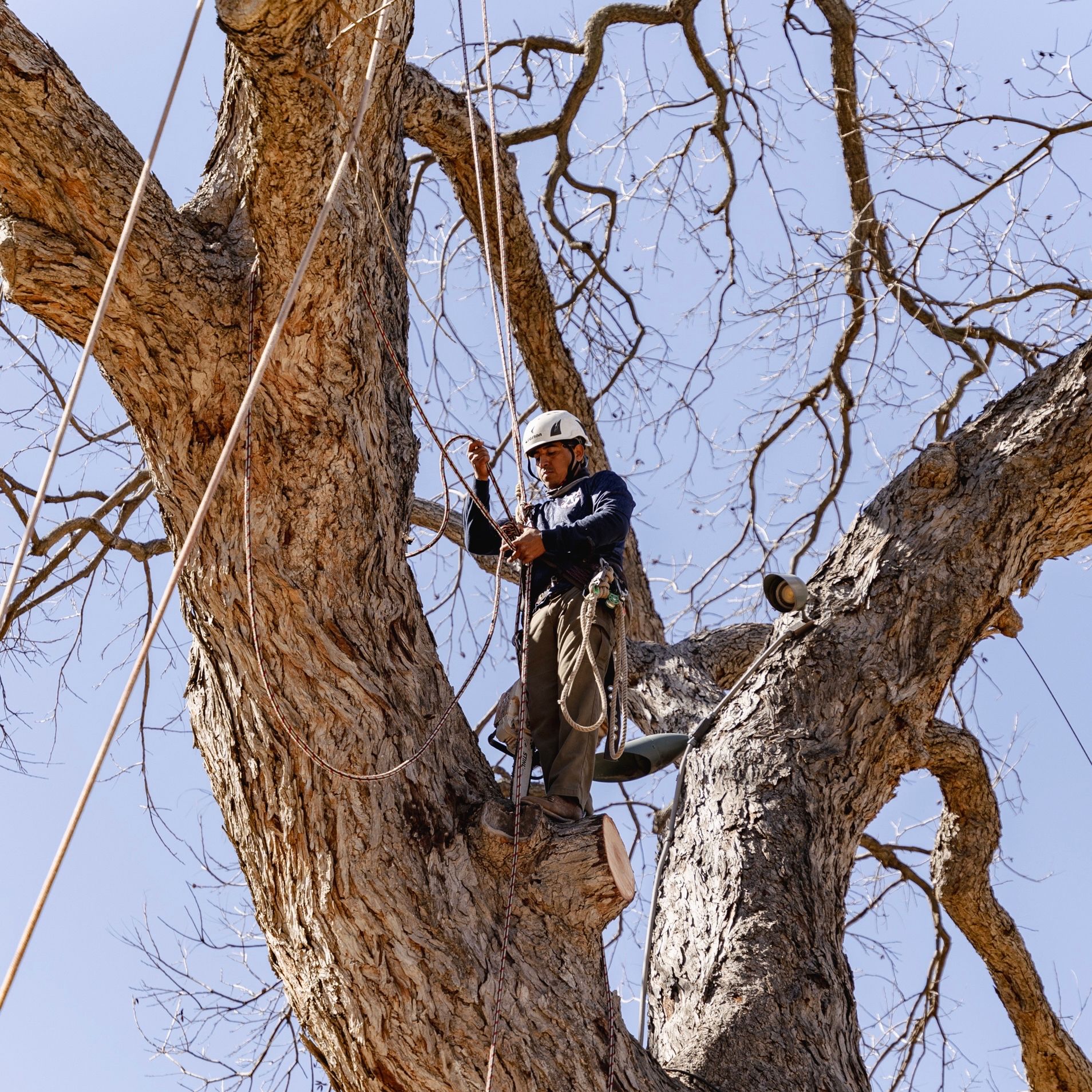 Republic Tree Service | San Antonio's #1 Tree Service Company