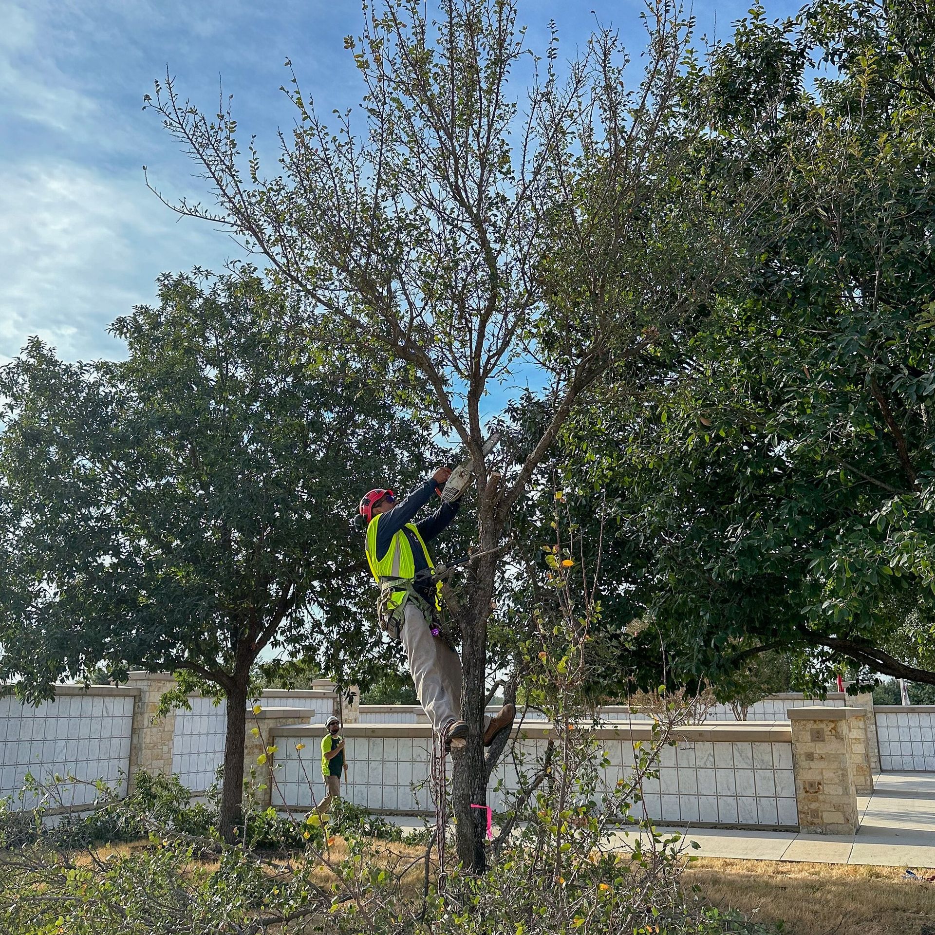 Republic Tree Service | San Antonio's #1 Tree Service Company
