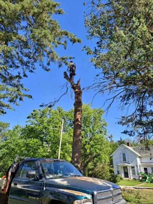 Tree Risk Assessment | Trevor's Tree Service