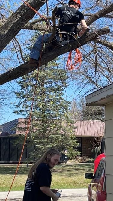 Tree Cabling & Bracing | Trevor's Tree Service