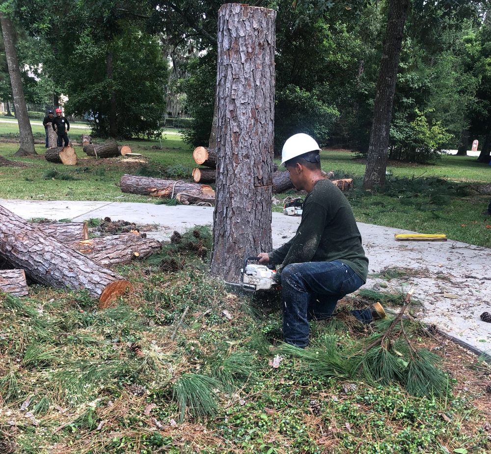 About Texas Tree Elite LLC