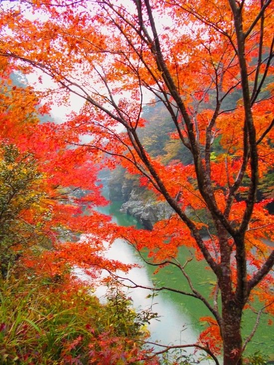 Autumn explodes with color in the Iya Valley!