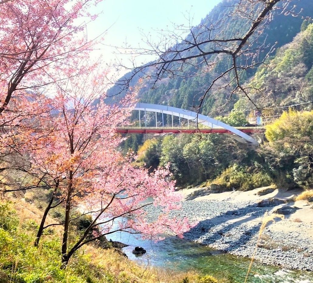 Cherry Blossoms Fill the Iya Valley with Color!