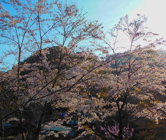Spring Arrives in Iya and Everywhere Re-Opens