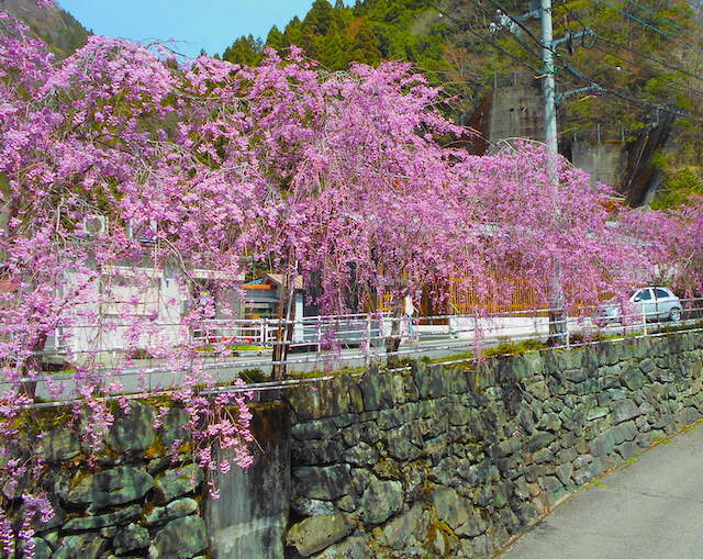 Spring Arrives in Iya and Everywhere Re-Opens
