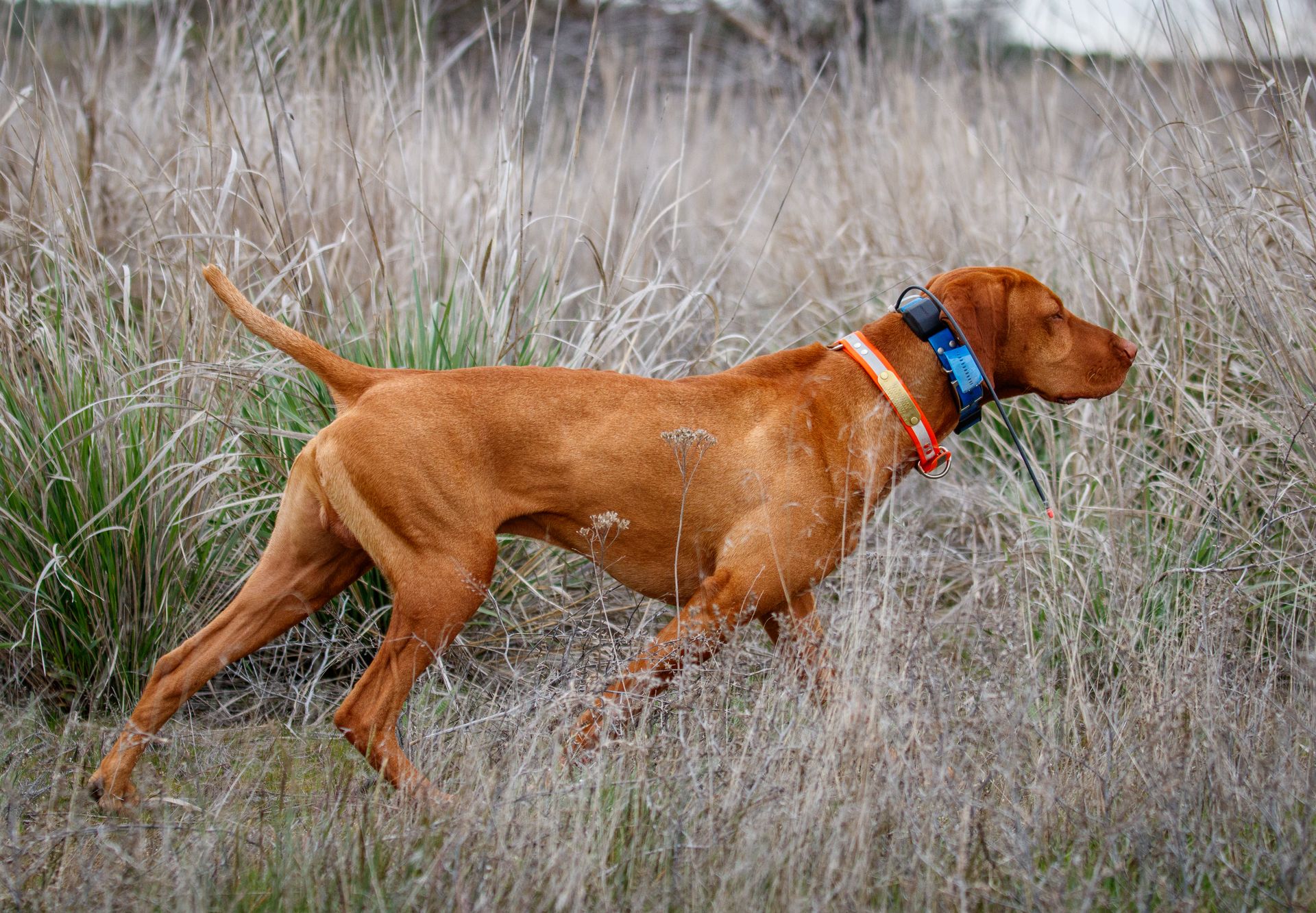 Zinger is a new Field Champion!