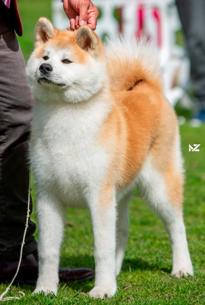 Criadero de Boerboel en General Rodríguez - Durban Dogs