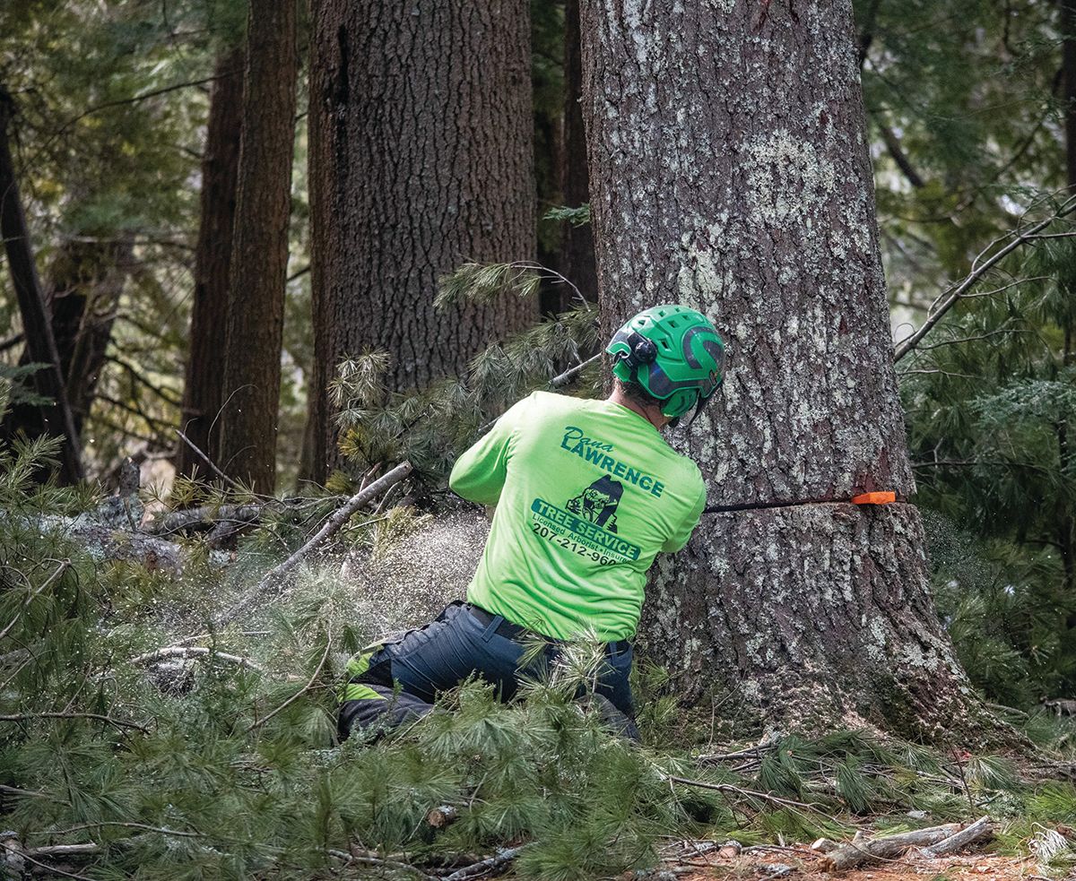 Dana Lawrence Tree Service