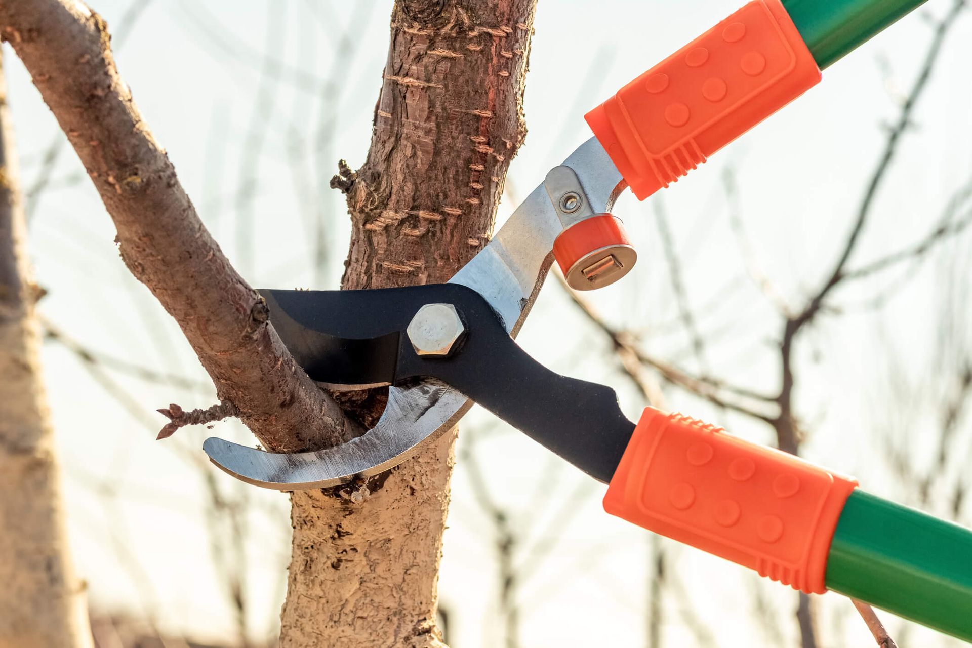 Types of Pruning Cuts That Keep Your Trees Healthy and Strong