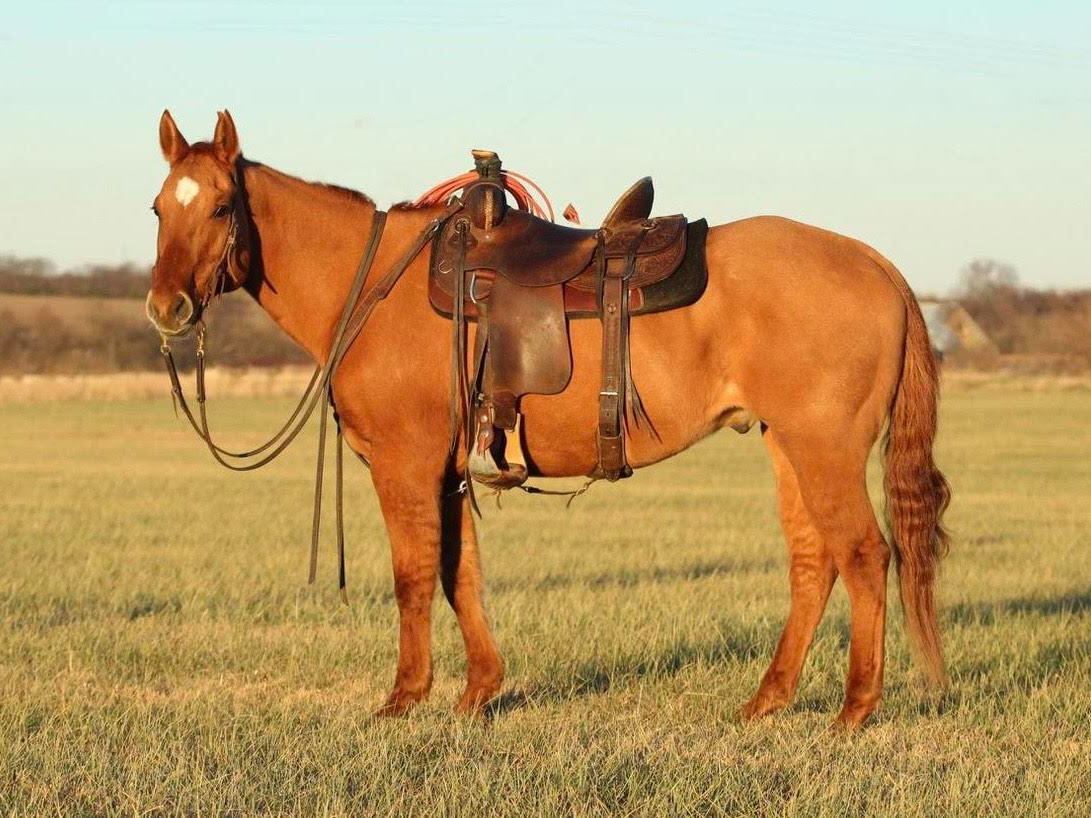 Horses - List Or Buy Your Next Horse - Online Auction