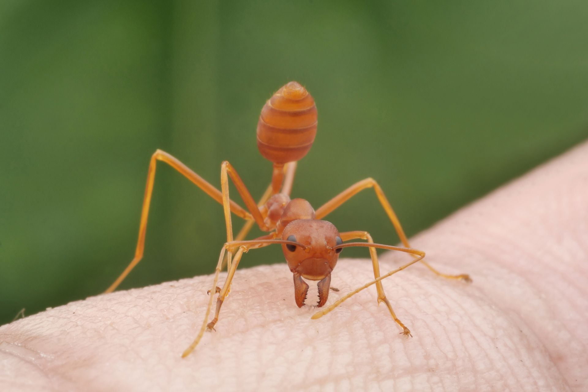 What Do Ant Bites Look Like? | EcoForce Pest Management