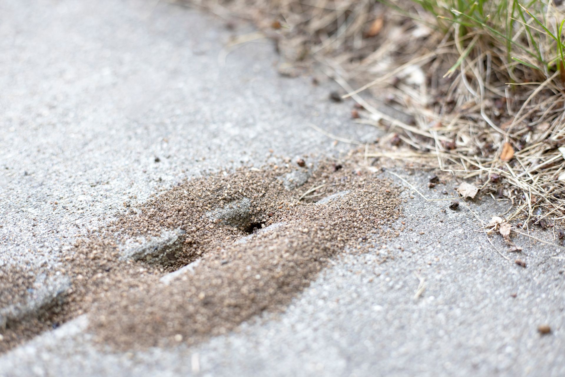 Where Do Ants Live: Understanding Ant Habitats and Nests