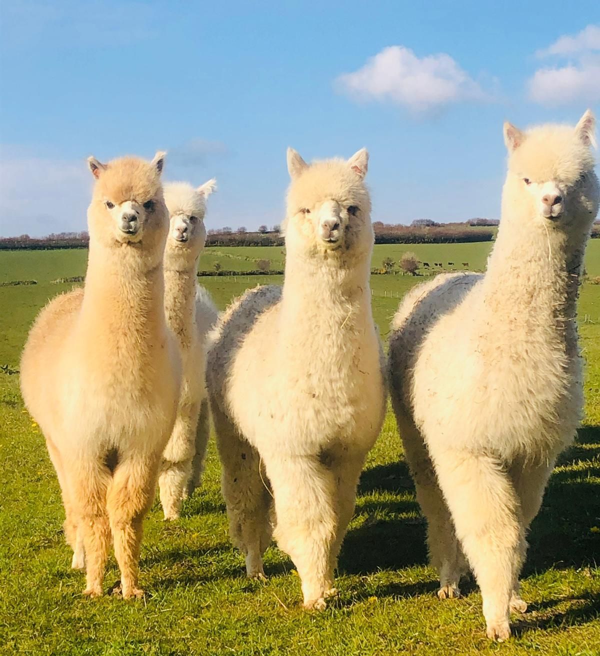 EKOALPAKA, British Alpaca Clothing brand made in the UK