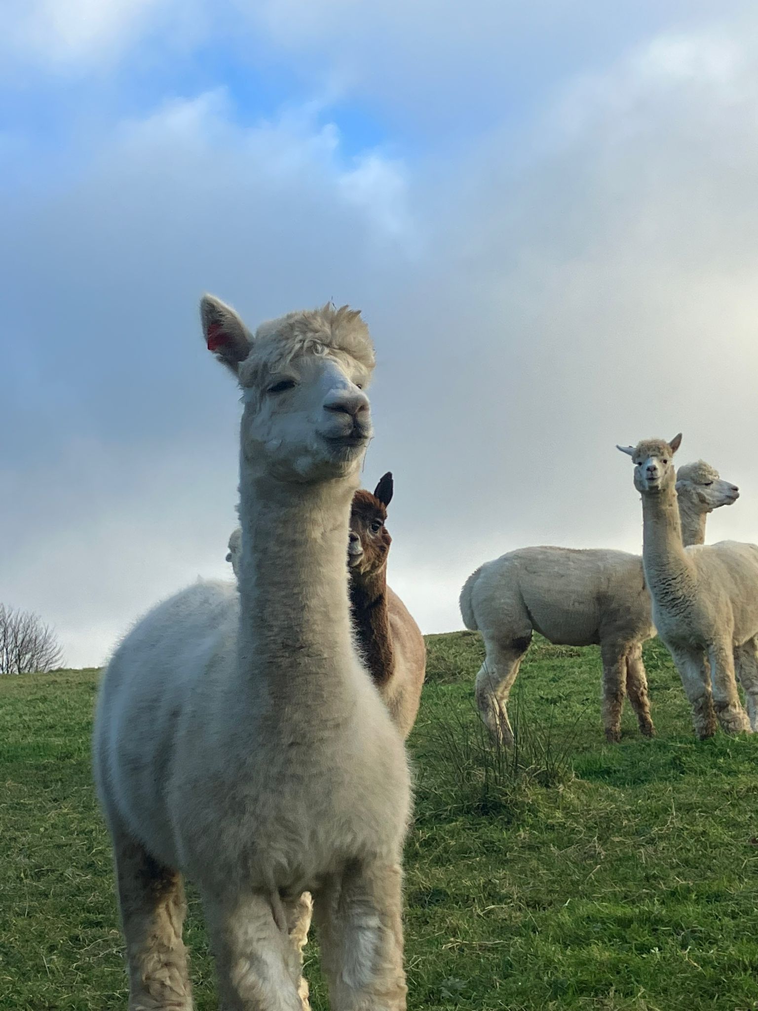 EKOALPAKA, British Alpaca Clothing brand made in the UK