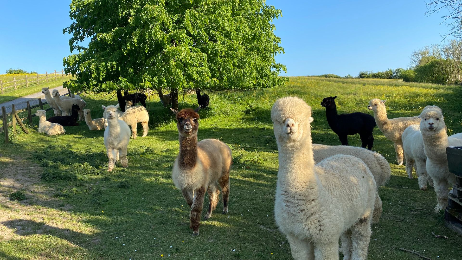 EKOALPAKA,Alpaca Clothing brand, made in the UK