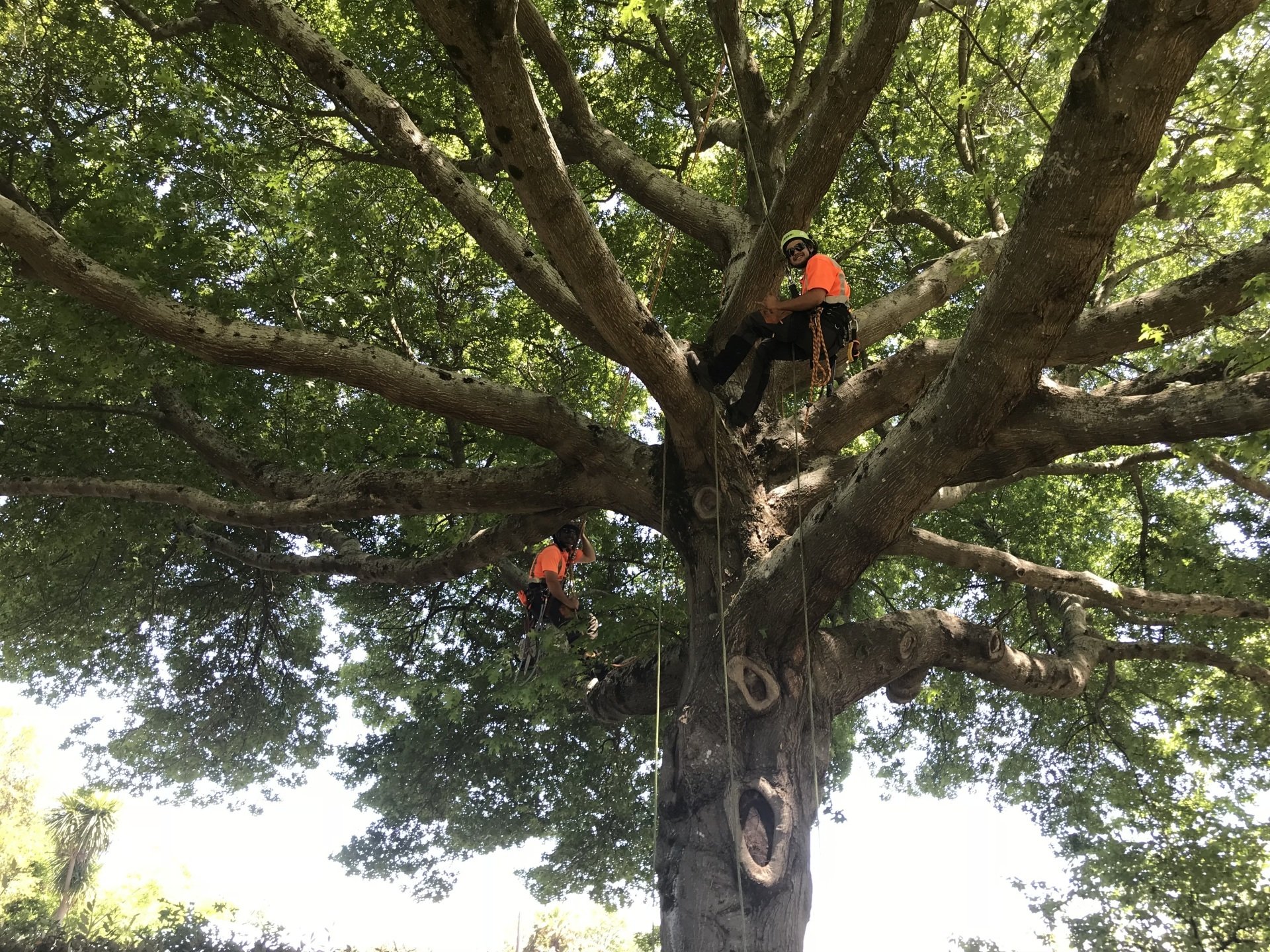 Tree Gallery - Hawkes Bay Tree Surgeons