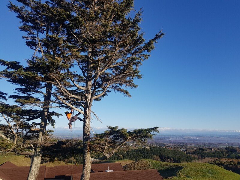 Tree Gallery - Hawkes Bay Tree Surgeons