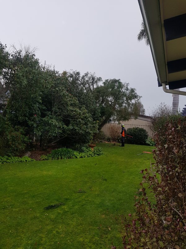 Tree Gallery - Hawkes Bay Tree Surgeons