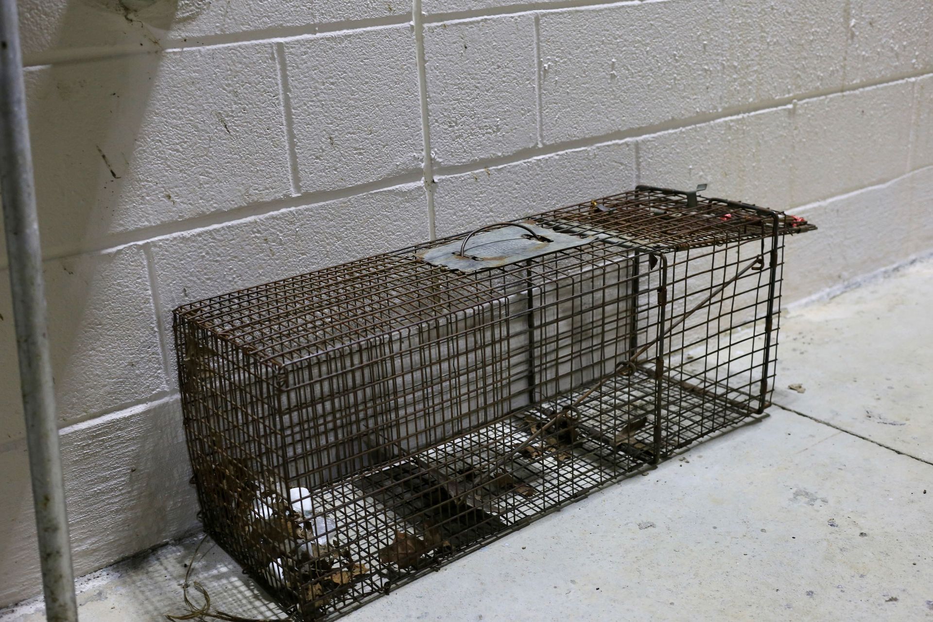 Pest Control Services | Phoenix, AZ | U.S. Pest, Inc.