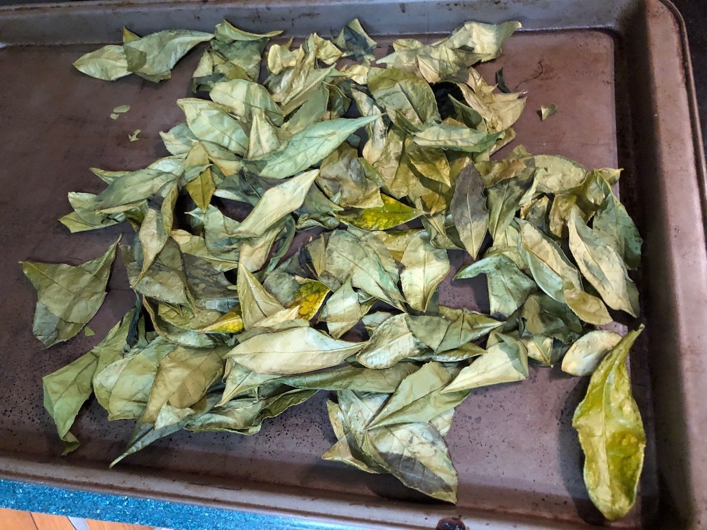 Drying Tea Leaves