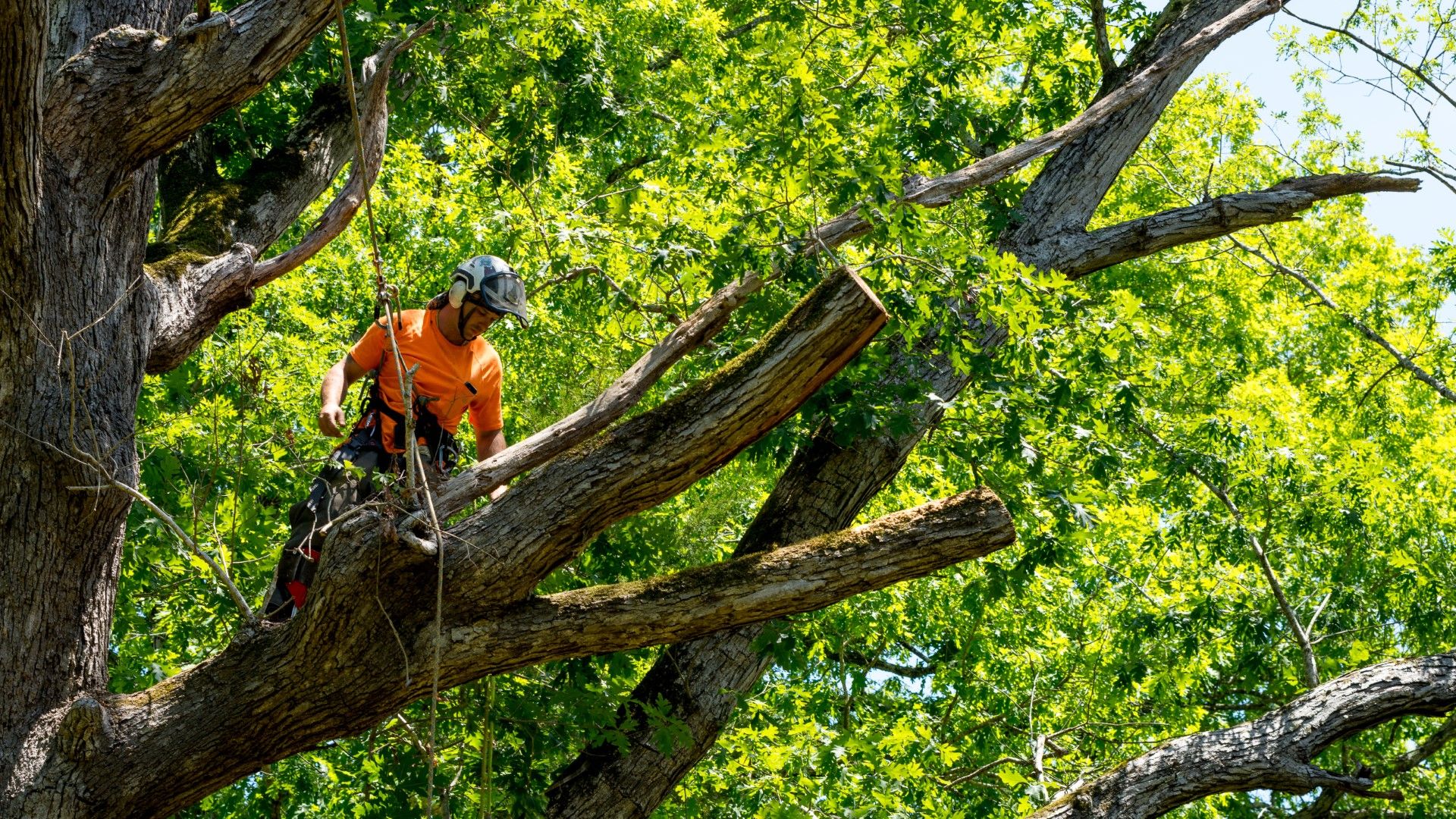 Tree Company | Tree Specialist | Arborist | South Gate CA