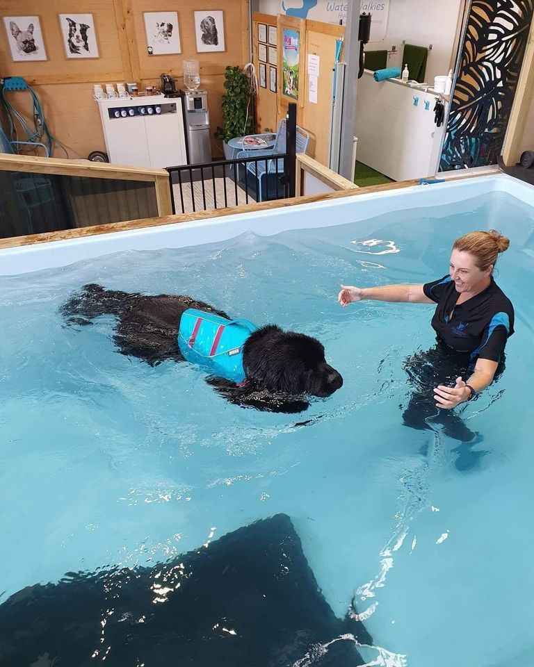 Wollongong Dog Hydrotherapy Services | Water Walkies