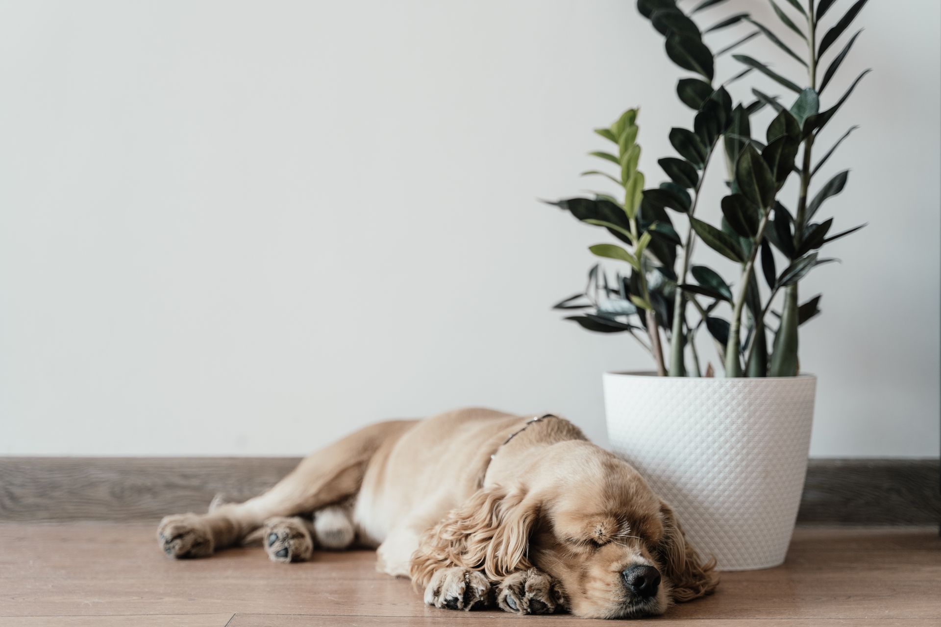 Tendon Injuries in Dogs: Everything You Need to Know