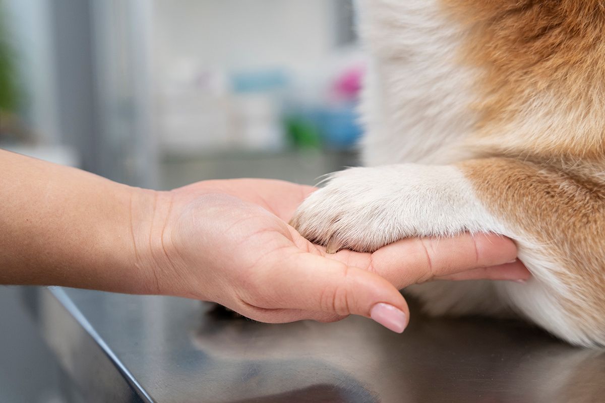 Elbow Dysplasia in Dogs: What Is It and How to Treat It