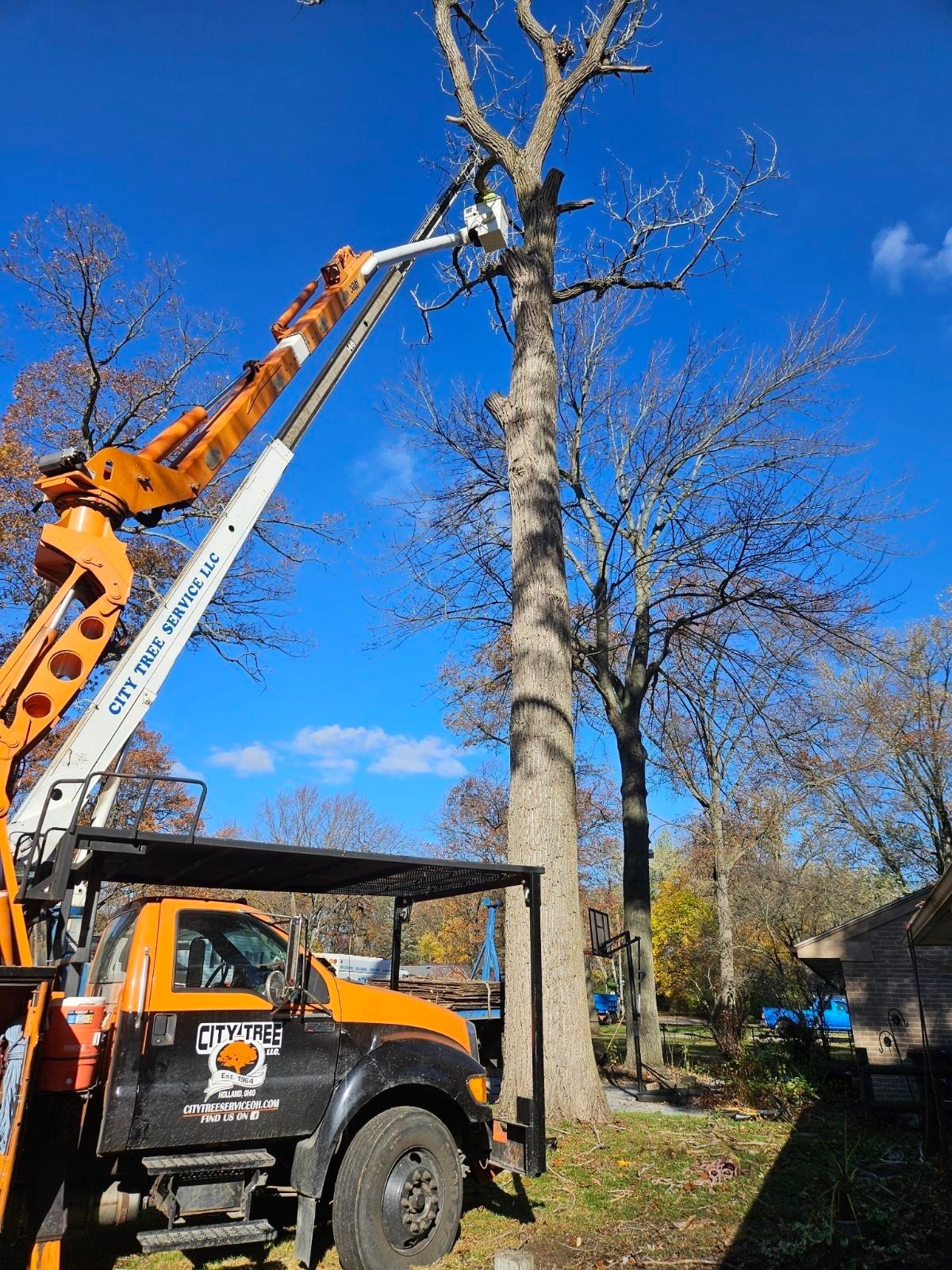 Local Tree Care – Holland, OH – City Tree Service
