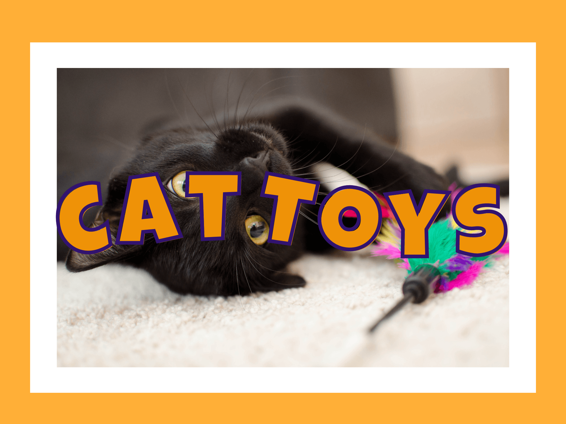 Cat Products | Pet Wize