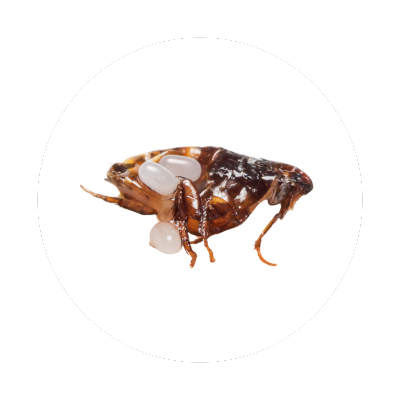Professional Pest Control in Virginia - Bamboo