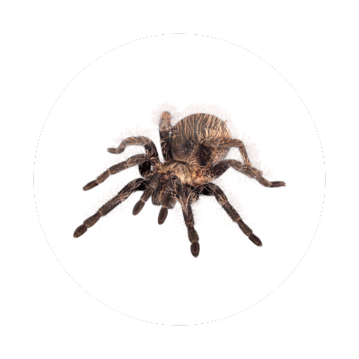 Professional Pest Control in Virginia - Bamboo