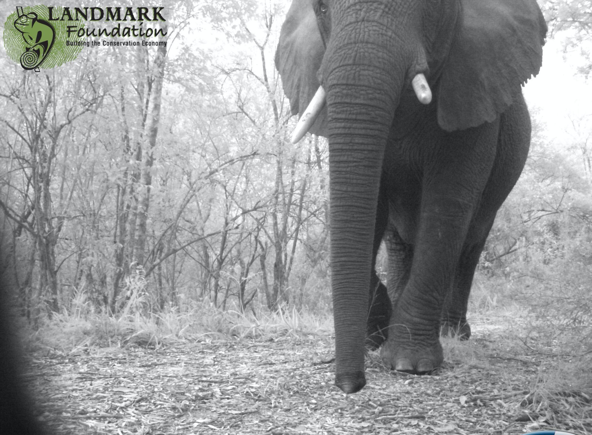 Wildlife Conservation | Landmark Rewilding Trust | SA
