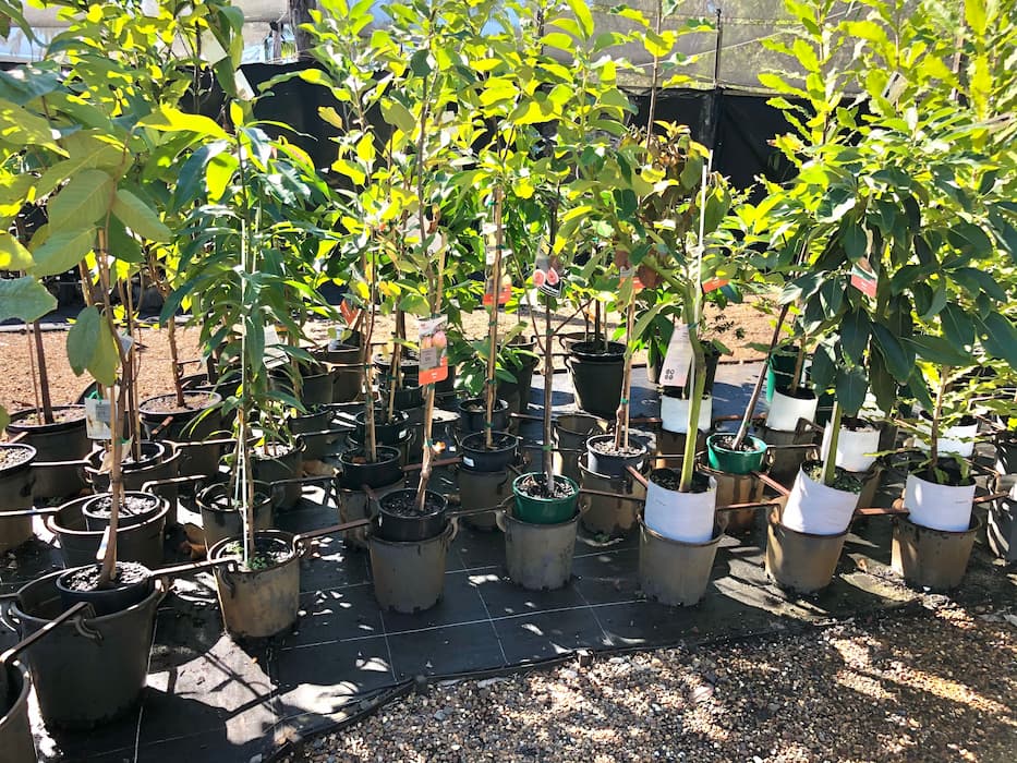 Fruit Trees in Hervey Bay | Springvale Garden Centre