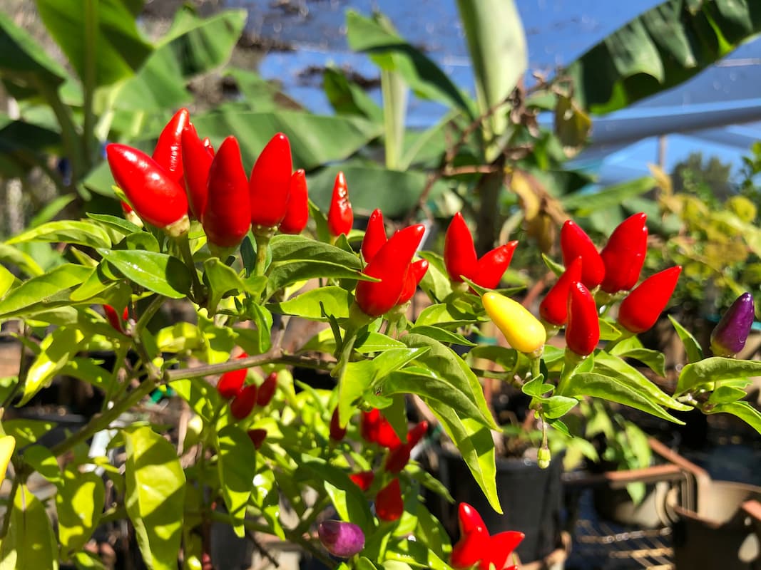 Fruit Trees in Hervey Bay | Springvale Garden Centre