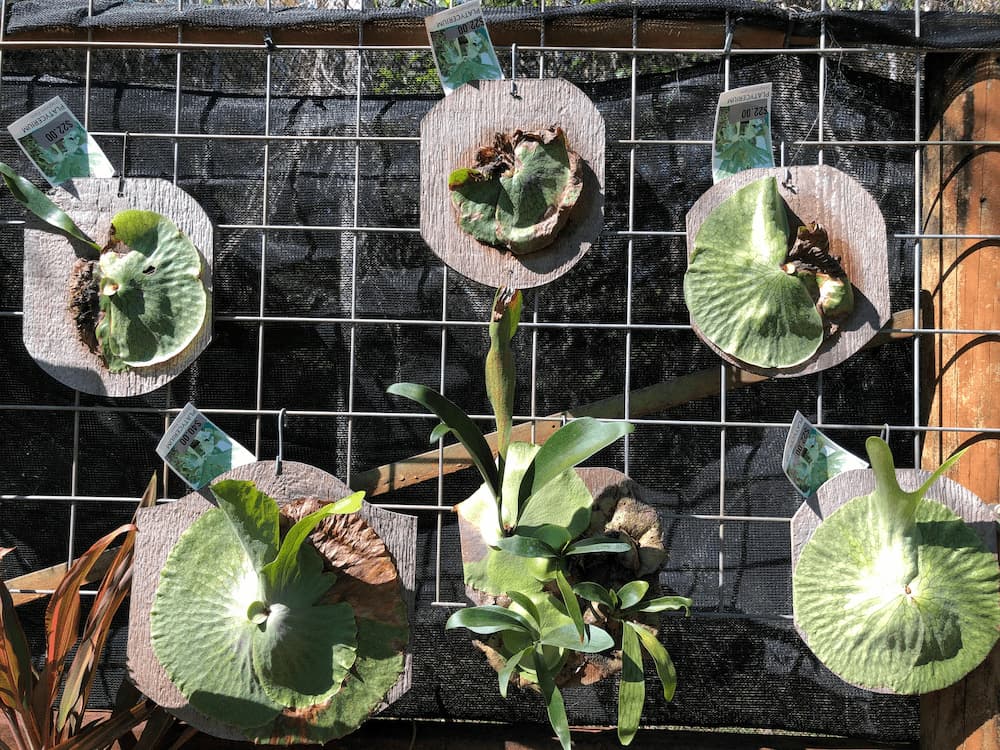 Outdoor Living in Hervey Bay | Springvale Garden Centre