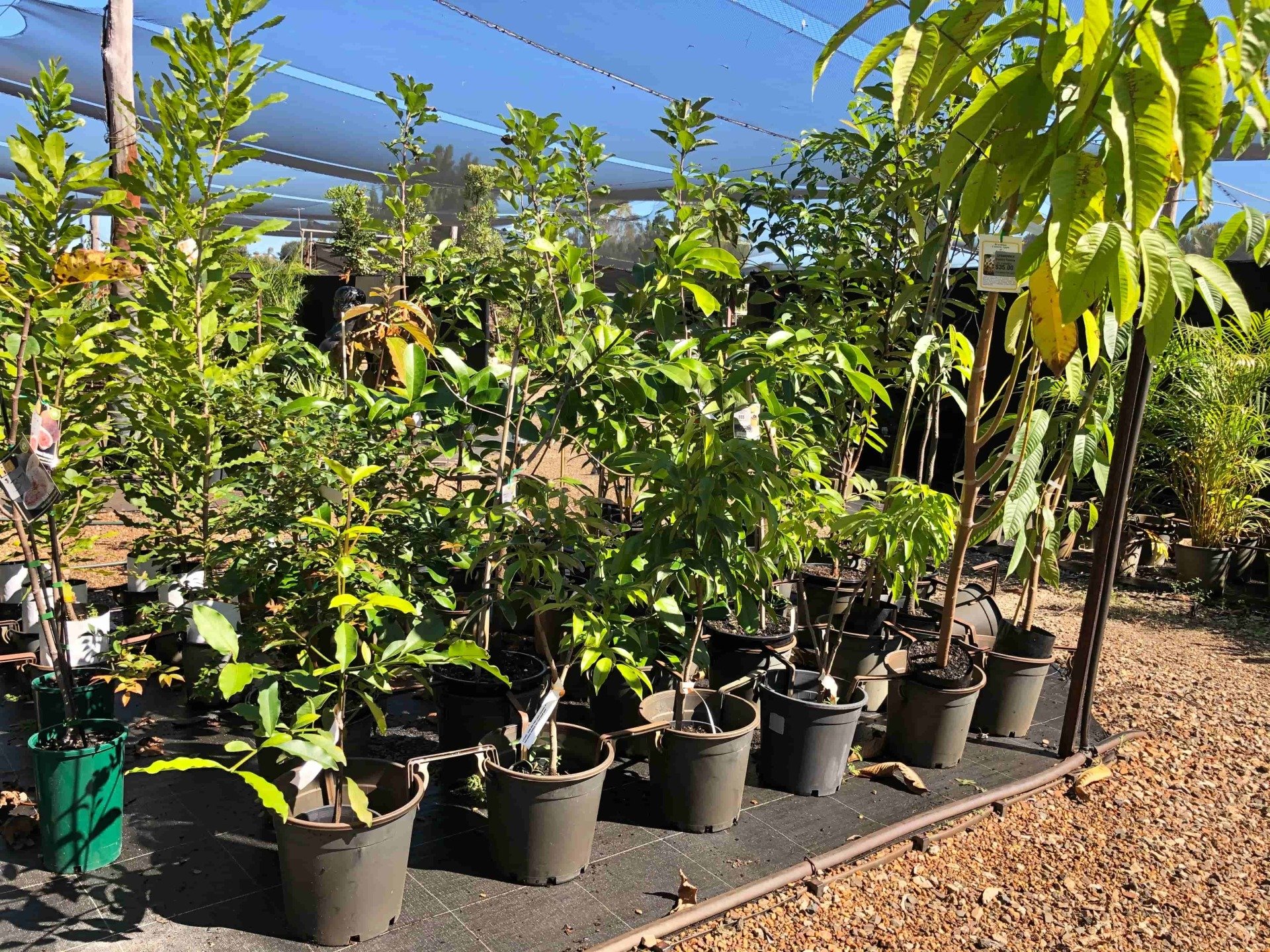 Fruit Trees in Hervey Bay | Springvale Garden Centre