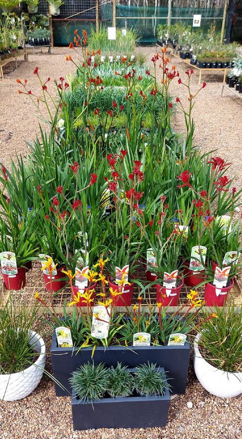 Springvale Garden Centre | Hervey Bay