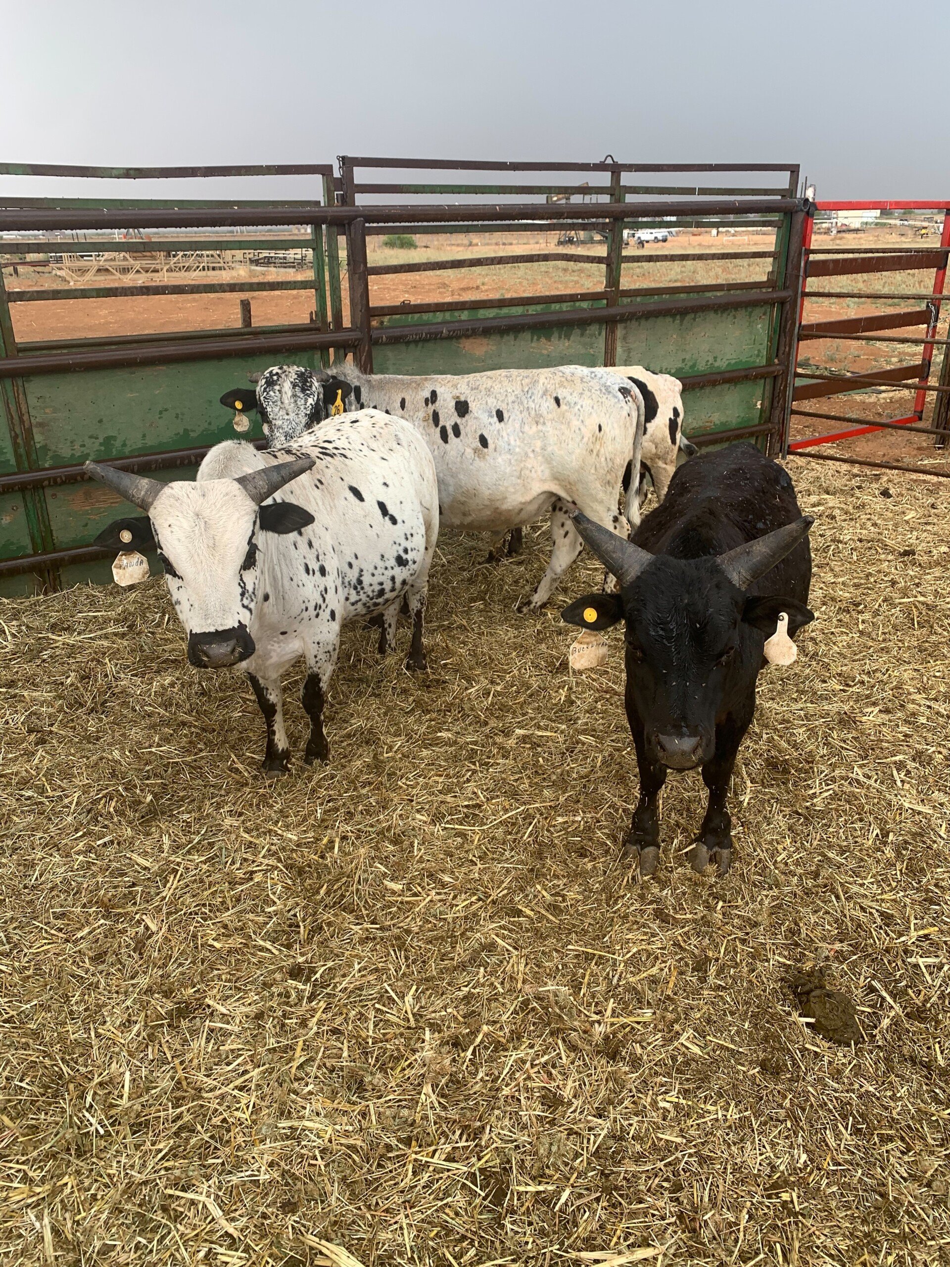 Gallery | Cactus Rodeo Company