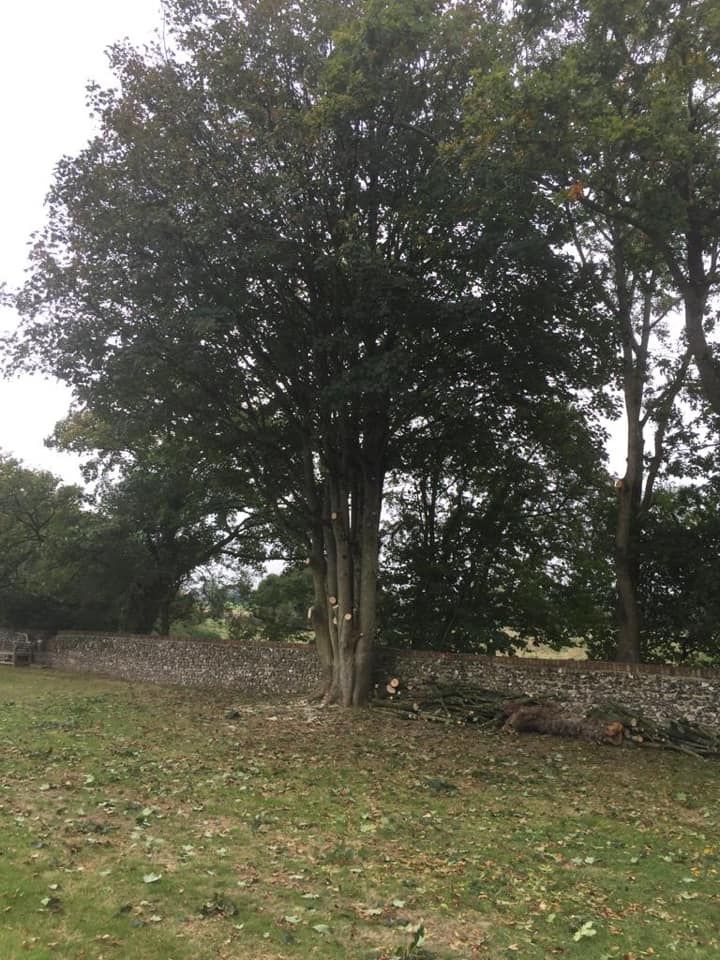 Professional Tree Services | Tree Surgery Bedford