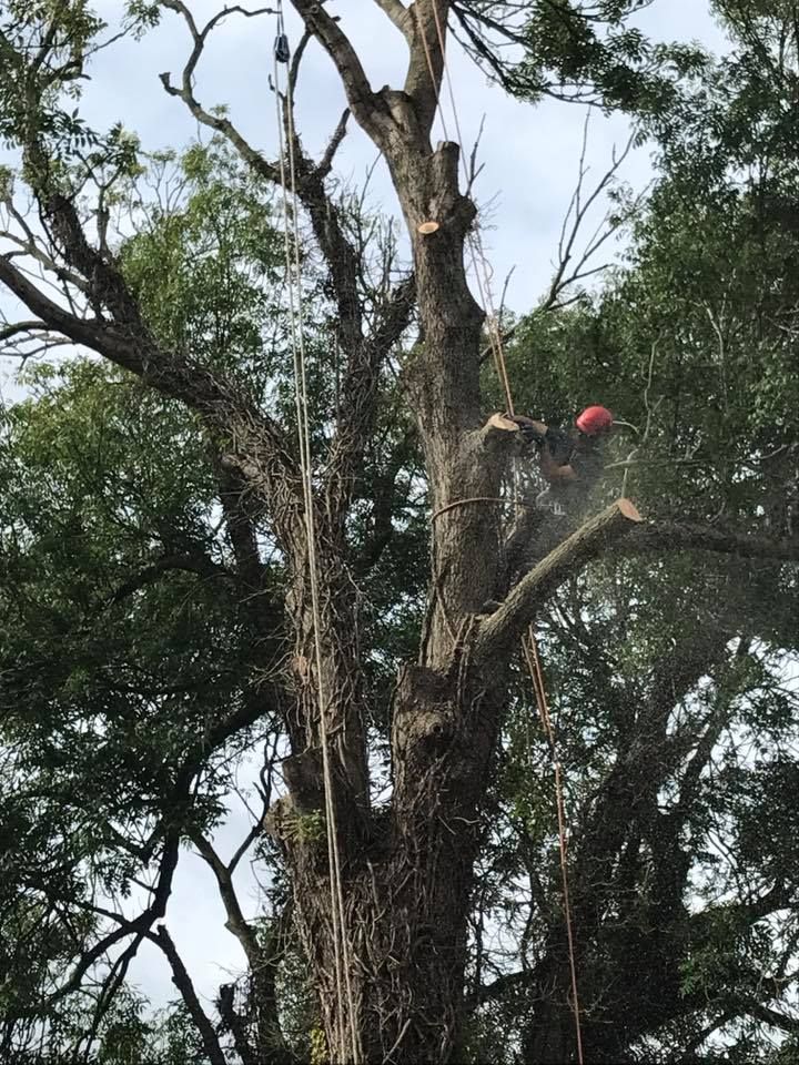 Coppicing and Pollarding Service | Call 01234 230362