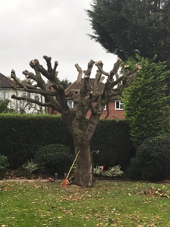 Professional Tree Services | Tree Surgery Bedford