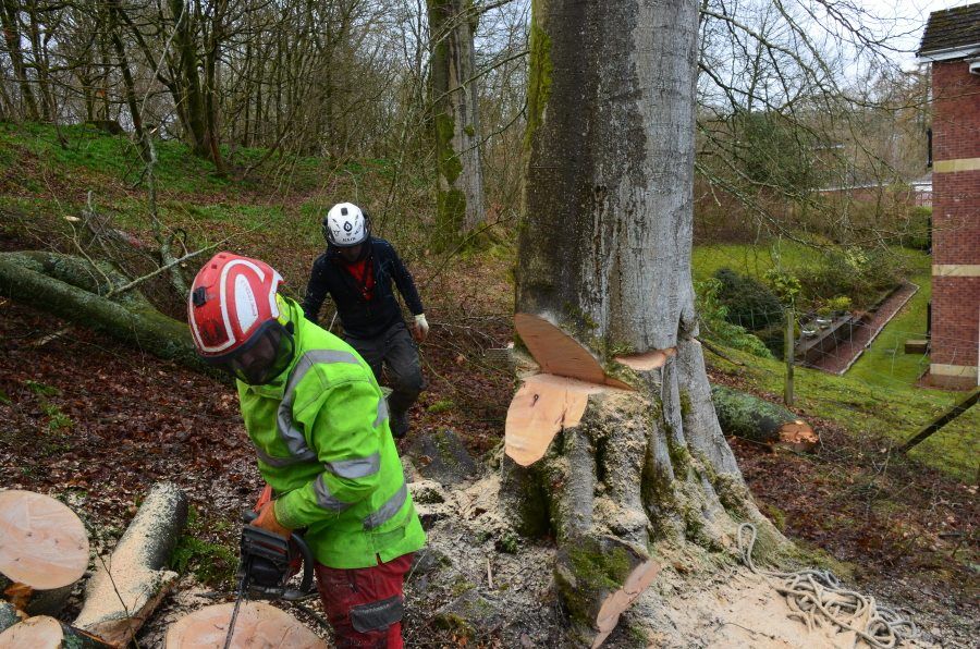 Professional Tree Services | Tree Surgery Bedford