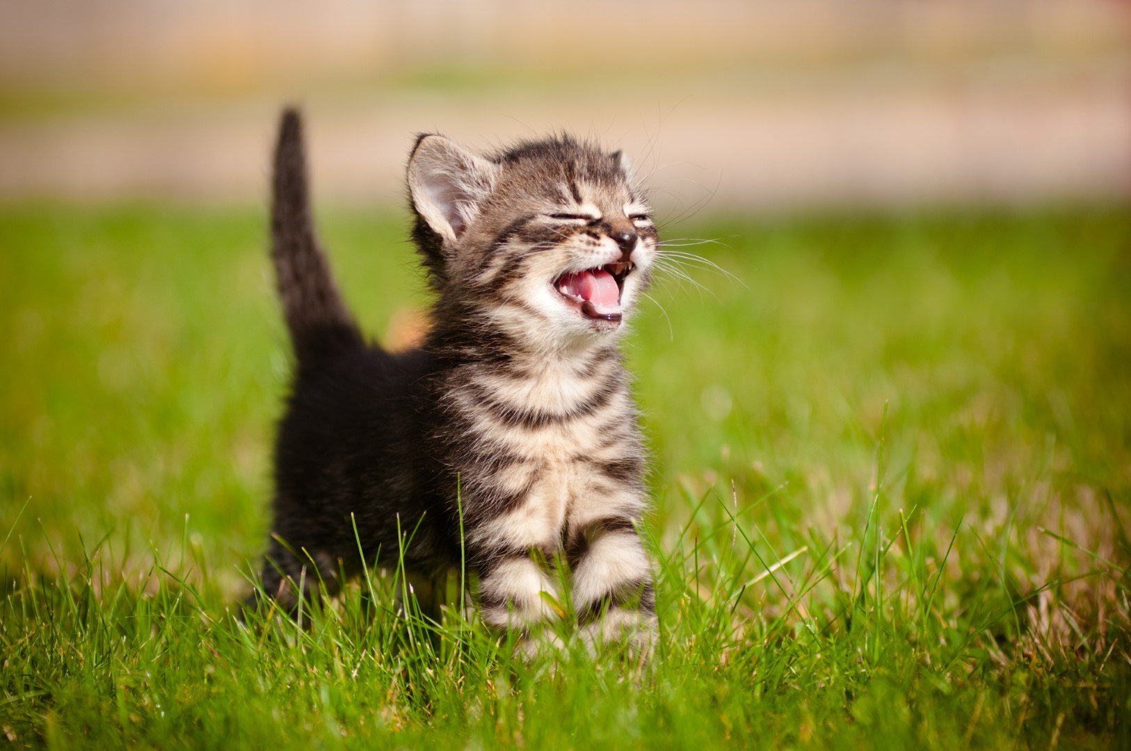 Live Pet | Armidale Pet Shop