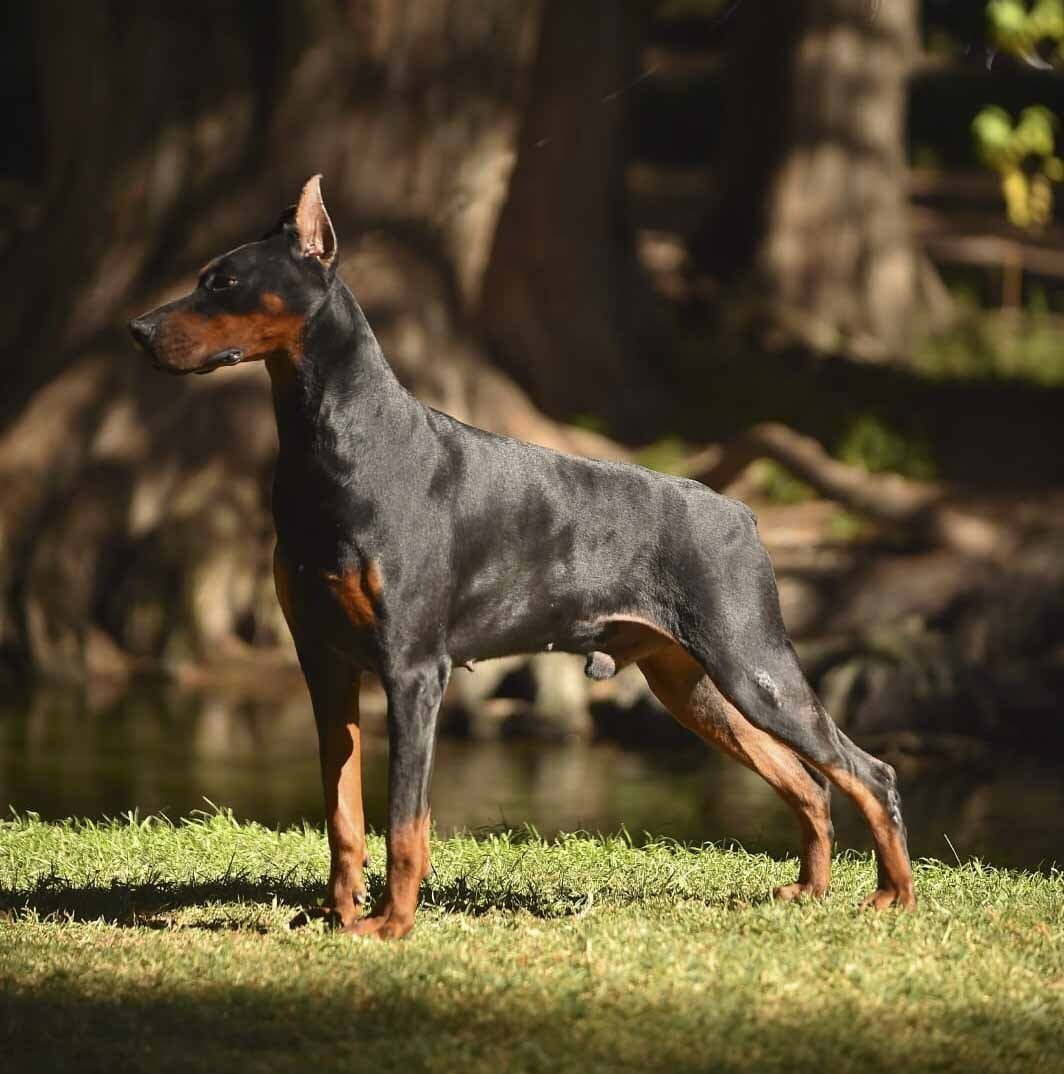 Nuevas Importaciones | Dobermans.mx