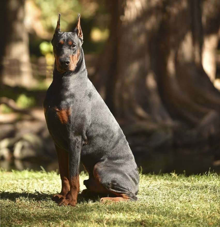 Perros Doberman Pinscher en Venta | Dobermans.mx