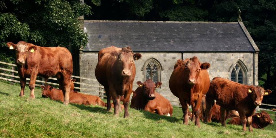 Sykes House Farm: A Legacy of Quality and Excellence in British Butchery